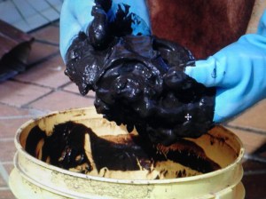 St Lucie River, Indian River Lagoon-We’ve Really Mucked it Up… | Jacqui ...