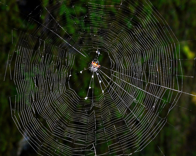 Spiny-backed Orbweaver Spiders, Their Marvelous Webs and Their Lessons ...