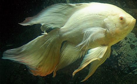 albino_fish_1sfw | Jacqui Thurlow-Lippisch