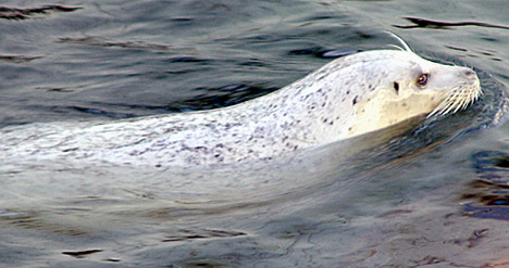 albino_seal_1sfw | Jacqui Thurlow-Lippisch