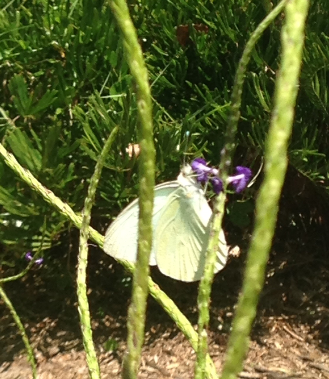 The Determination of the Great Southern Butterfly, St Lucie River ...