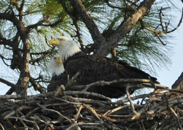 “Inspiration Osprey,” SLR/IRL | Jacqui Thurlow-Lippisch