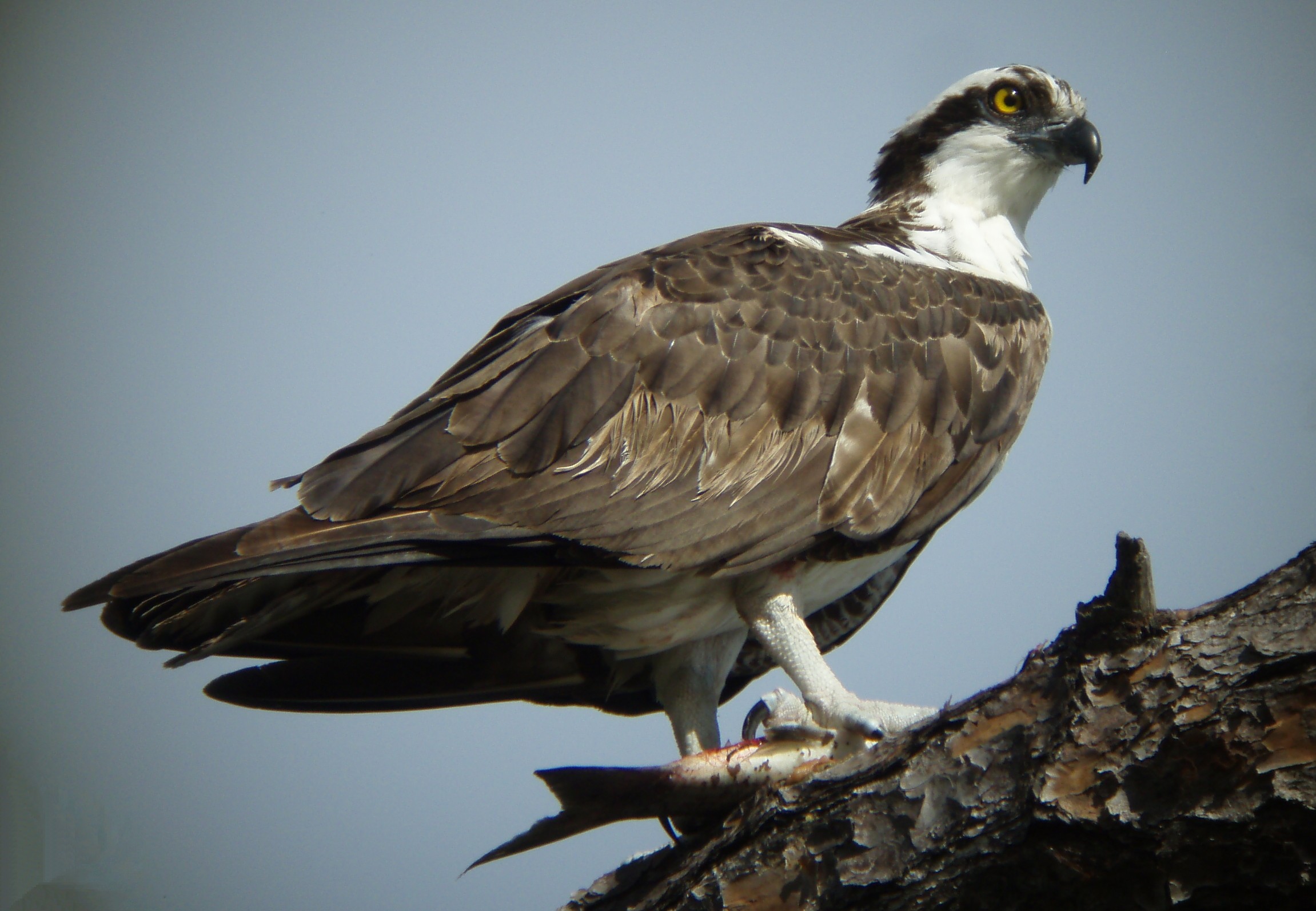 “Inspiration Osprey,” SLR/IRL | Jacqui Thurlow-Lippisch